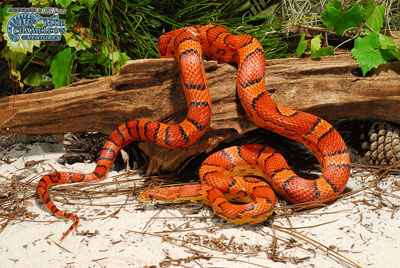 Snakes 101 – An introduction to the Mighty Serpent. | Snake Buddies