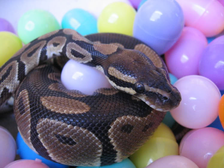 The Best Pet Snake for a Beginner… | Snake Buddies